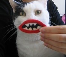 Steve Chao | ReverbNation