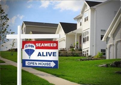 SEAWEED ALIVE | ReverbNation