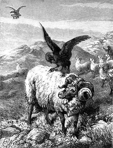 Goat Hawk | ReverbNation