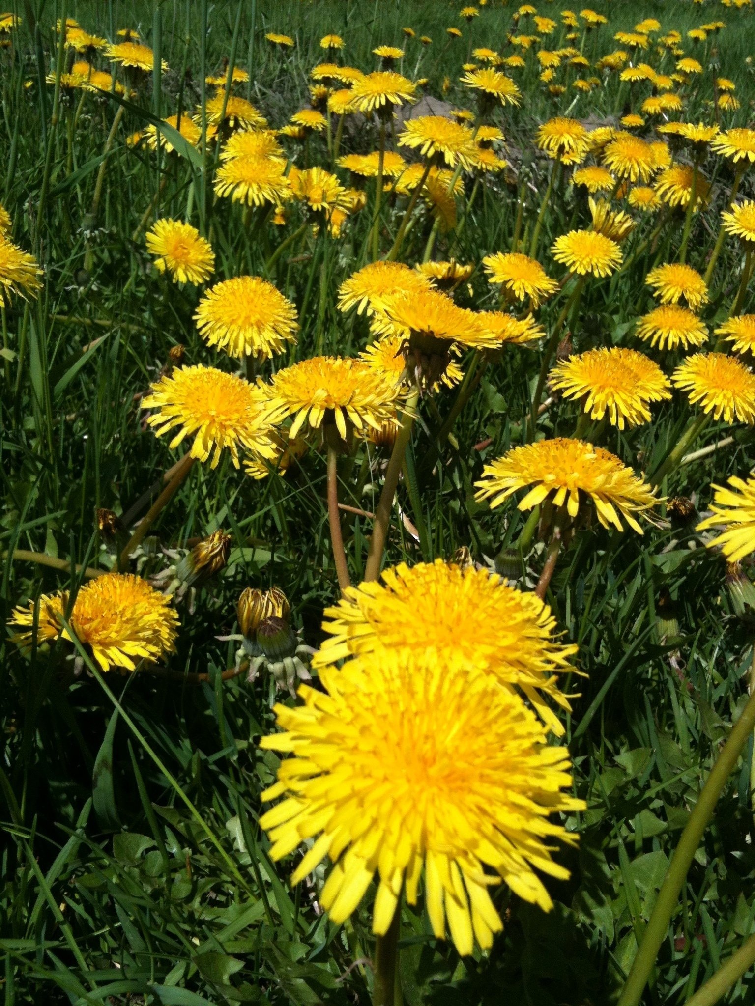 Amber-Leah Margaret Timmons | ReverbNation