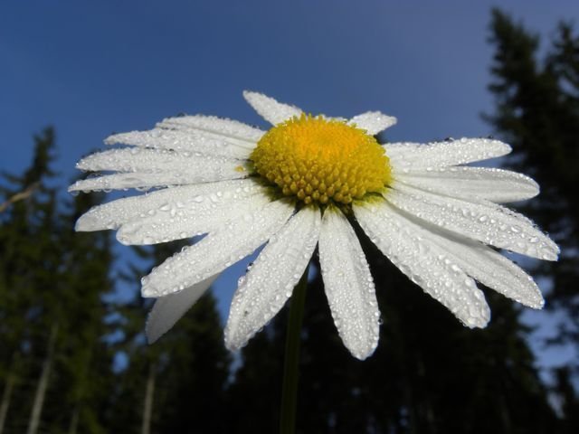 Denne | ReverbNation