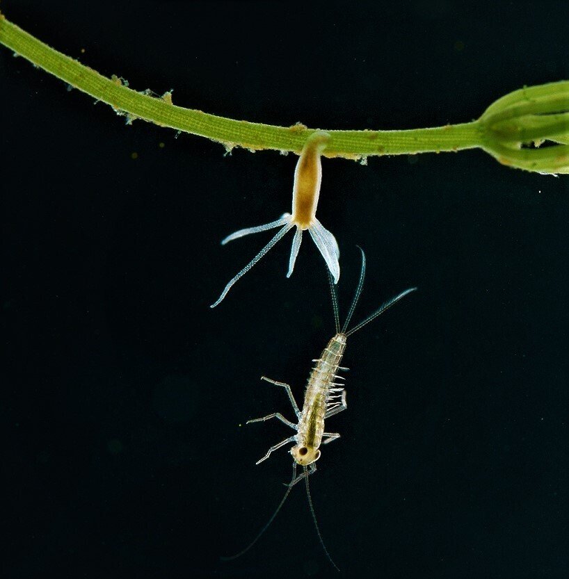 Mayflies and Hydras | ReverbNation