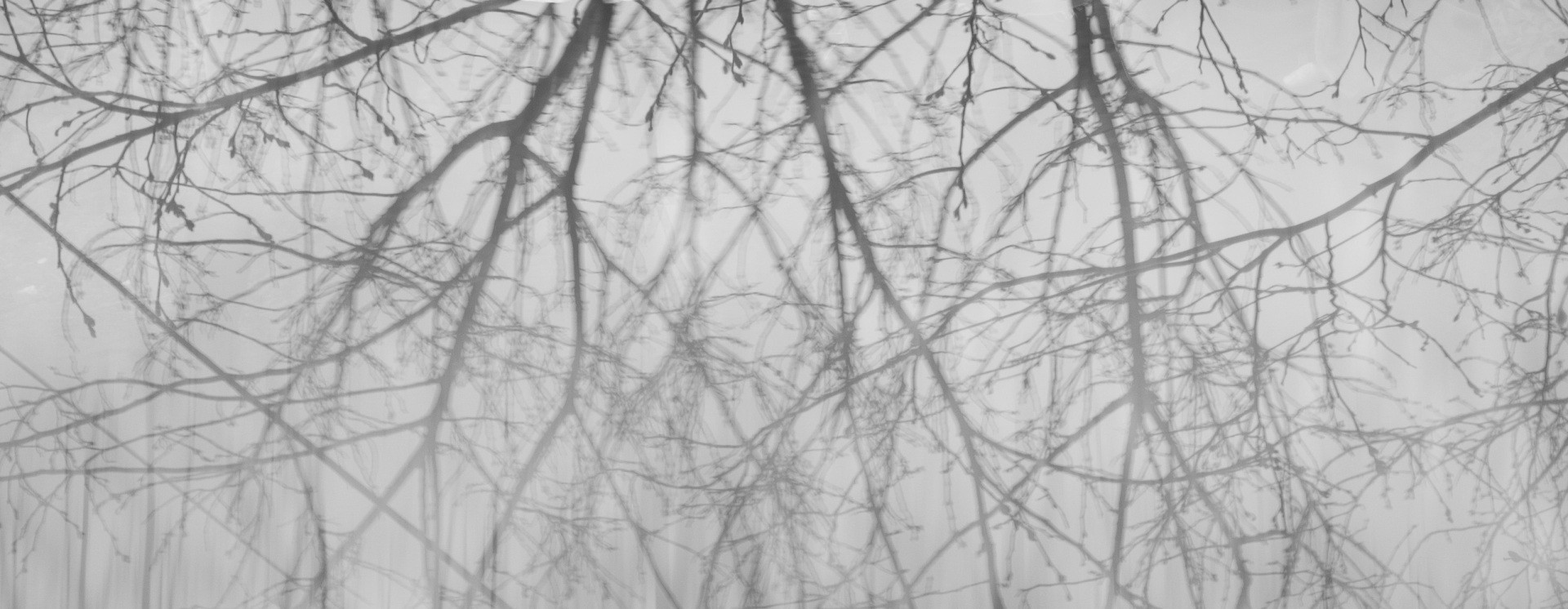 winter branches choir